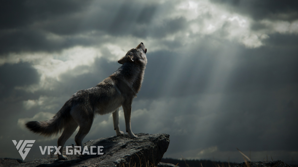 Wolf Animation | VFX Grace 3D model