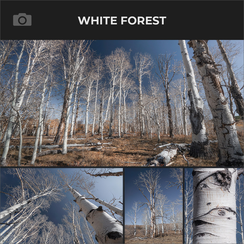 WHITE FOREST