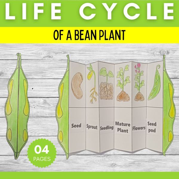 Life cycle of a bean plant foldable sequencing - Fun cut and paste ...