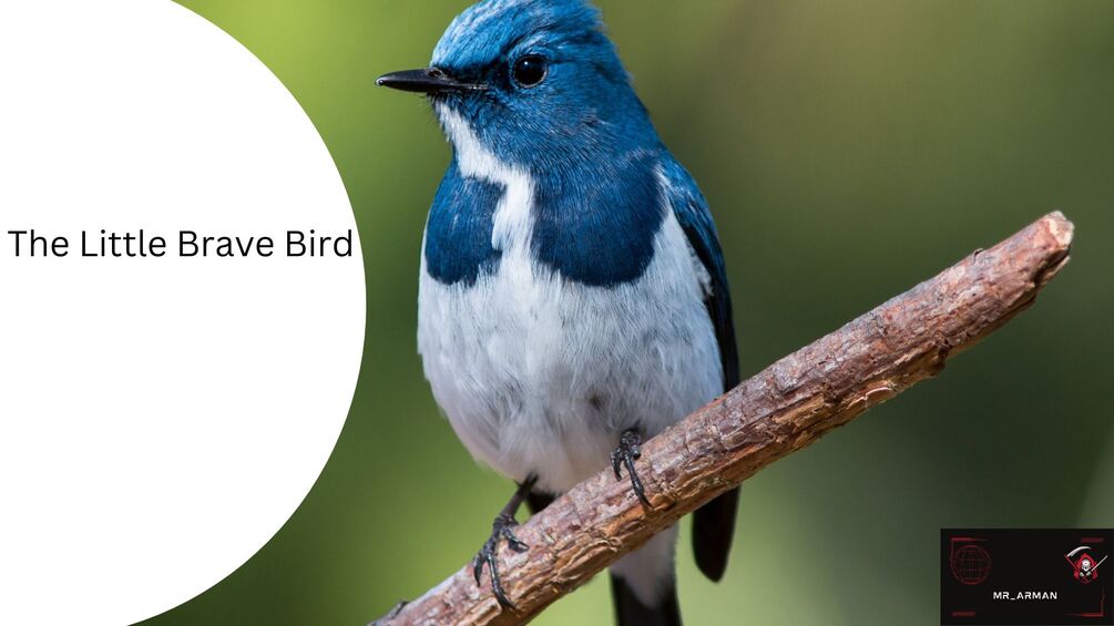 The Little Brave Bird
