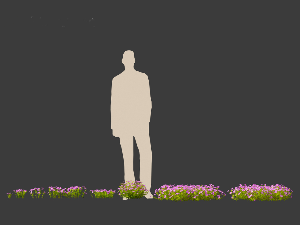 Vinca minor – Common Periwinkle 3D Model