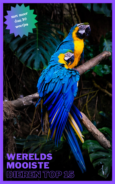Werelds mooiste dieren top 15