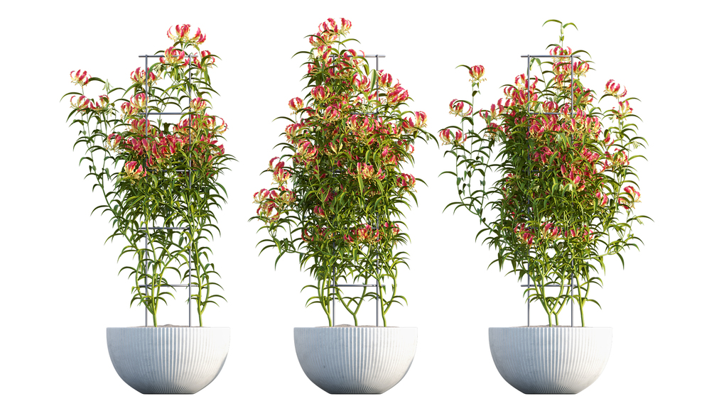 Gloriosa Lily – Flame lily – Climbing Lily