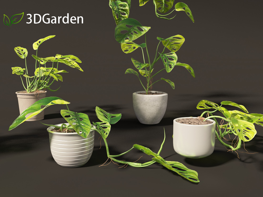 Monstera adansonii – Swiss cheese plant 3D Model