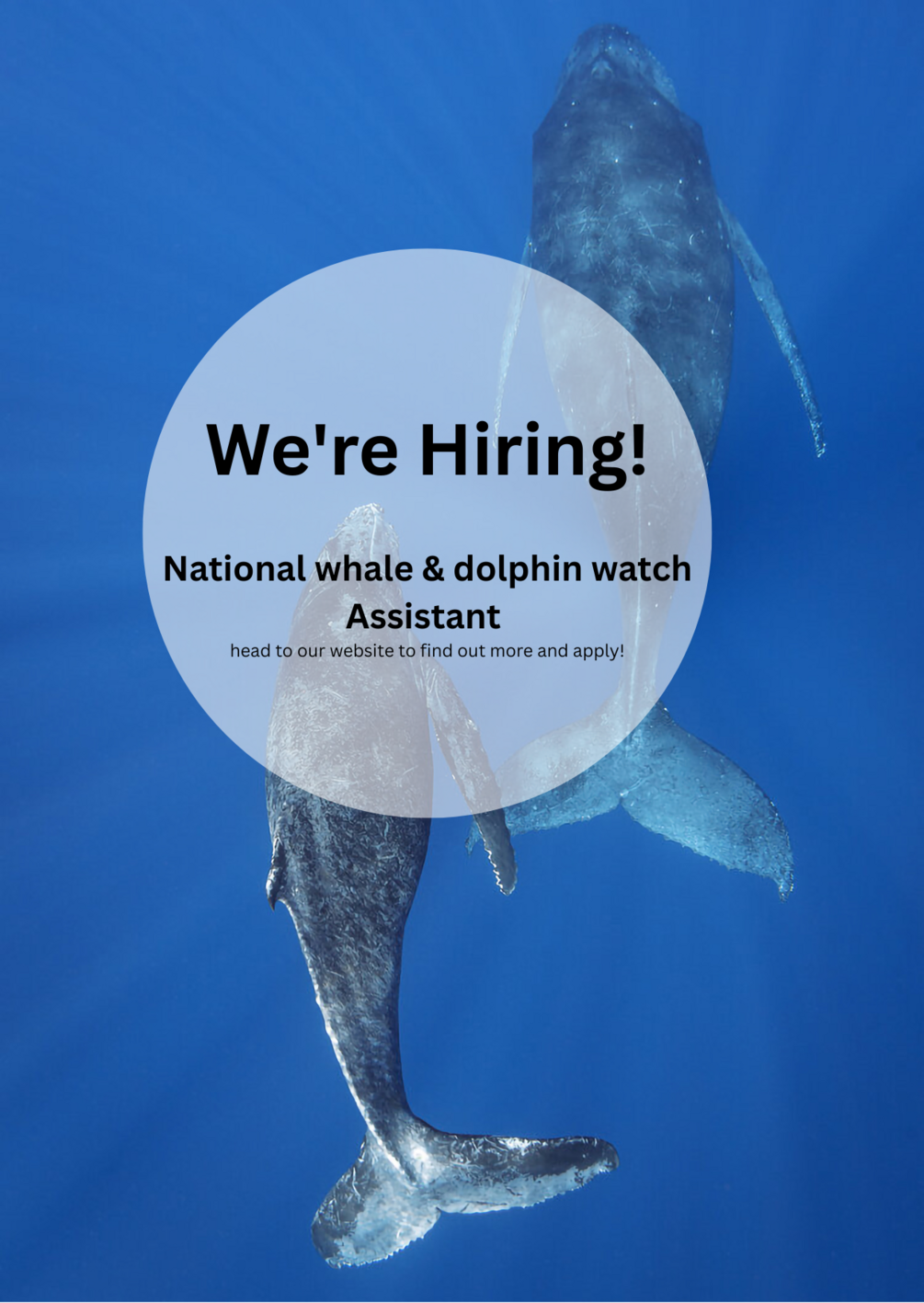 Editable Canva Poster – Whale & Dolphin Watch Assistant Recruitment ...
