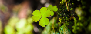 Clover Banner