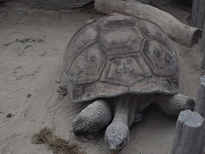 Giant tortoise High resolution