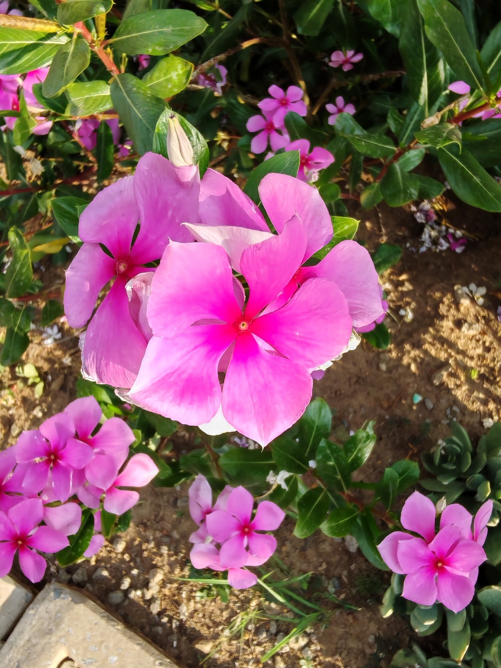 Pretty Pink Flowers