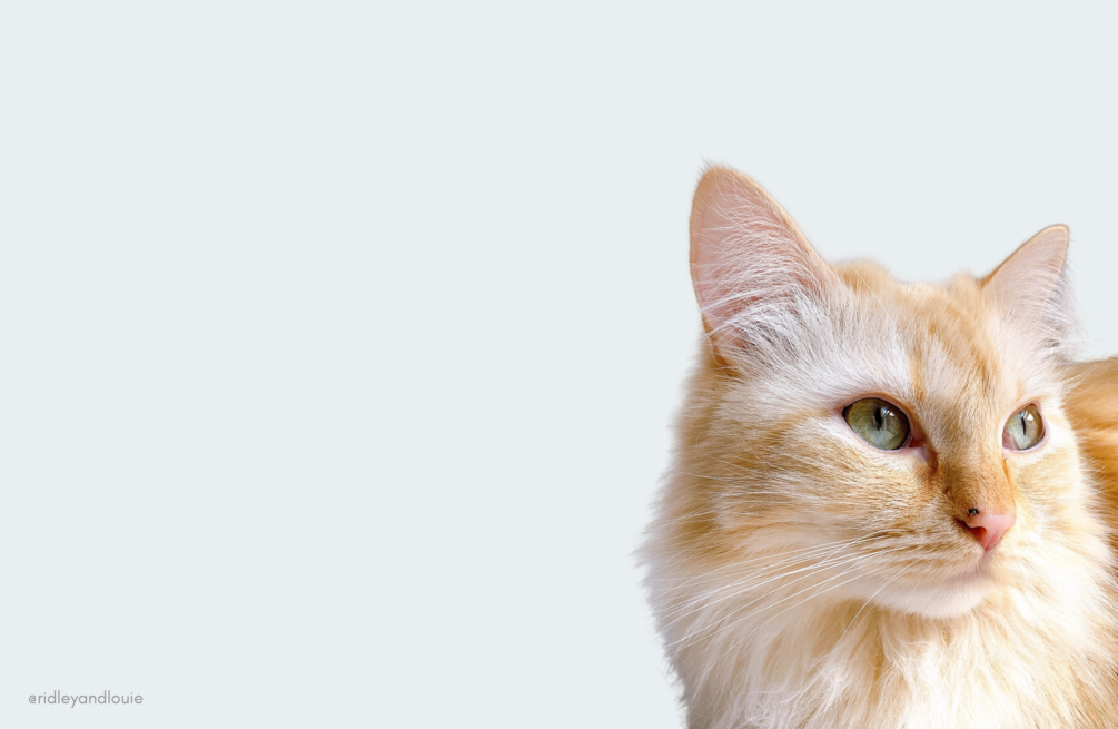 Ridley's Close Up / Cat-themed Desktop Wallpaper Bundle in 8 Colors ...