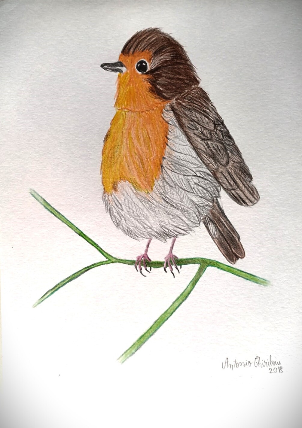 Colored Rubin Drawing