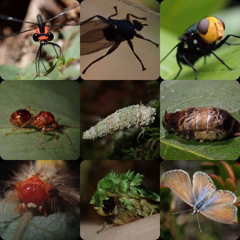 EARTHLING CARDS Part 10 ANIMALS insects 2 fly dragon bee ant moth ...