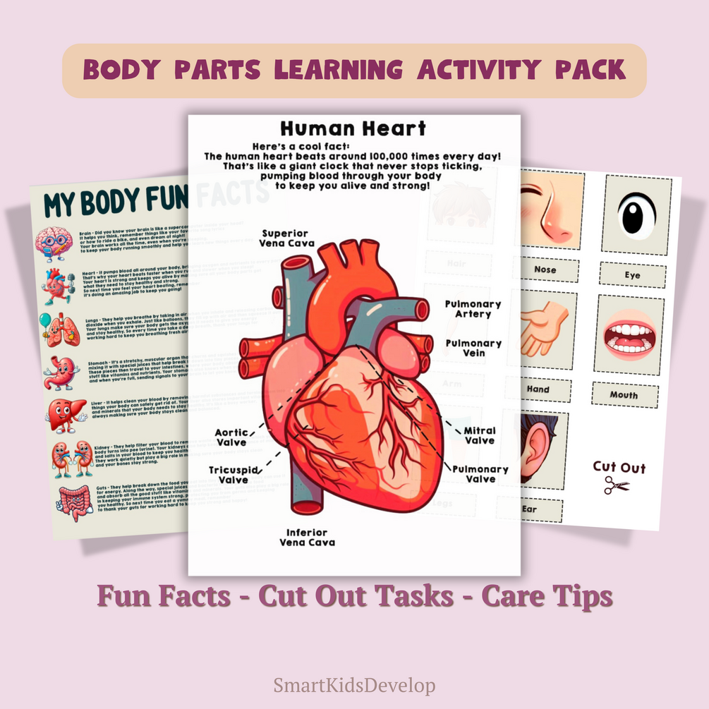 Human Anatomy Busy Book BUNDLE, Preschool Montessori Worksheets ...