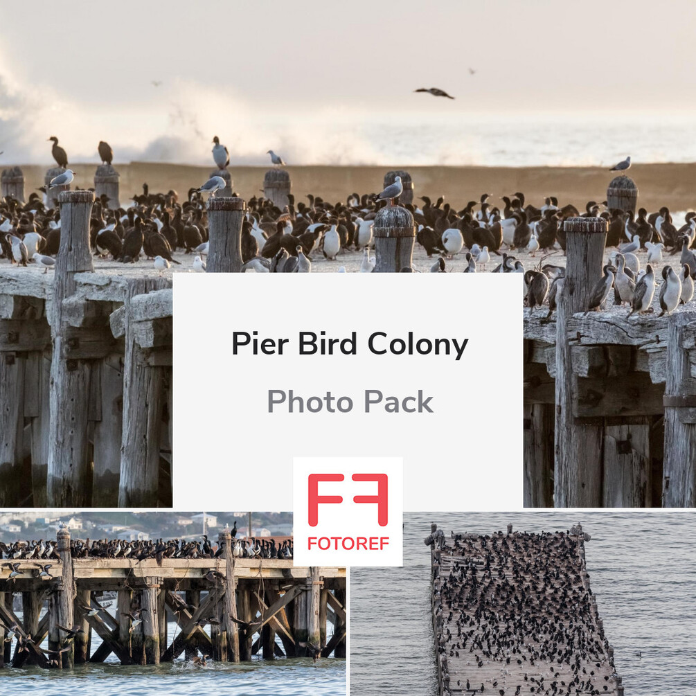 59 photos of Pier Bird Colony