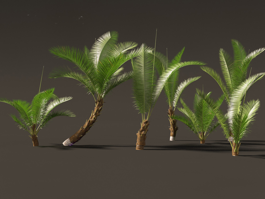 Cocos nucifera – Coconut tree 01 3D Model