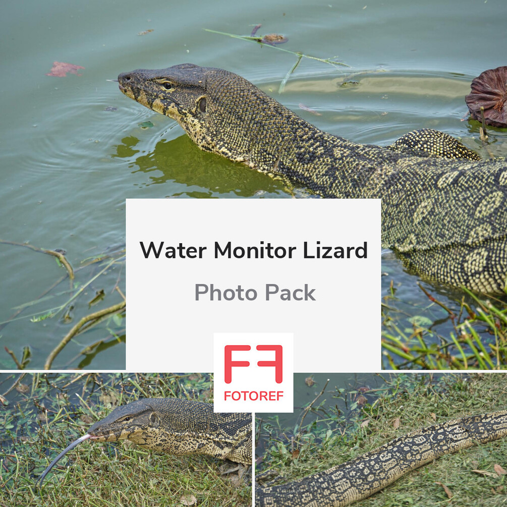 30 photos of Water Monitor Lizard