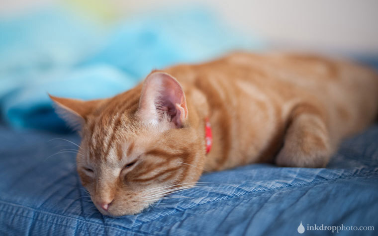 Roofus - 03 - Retina