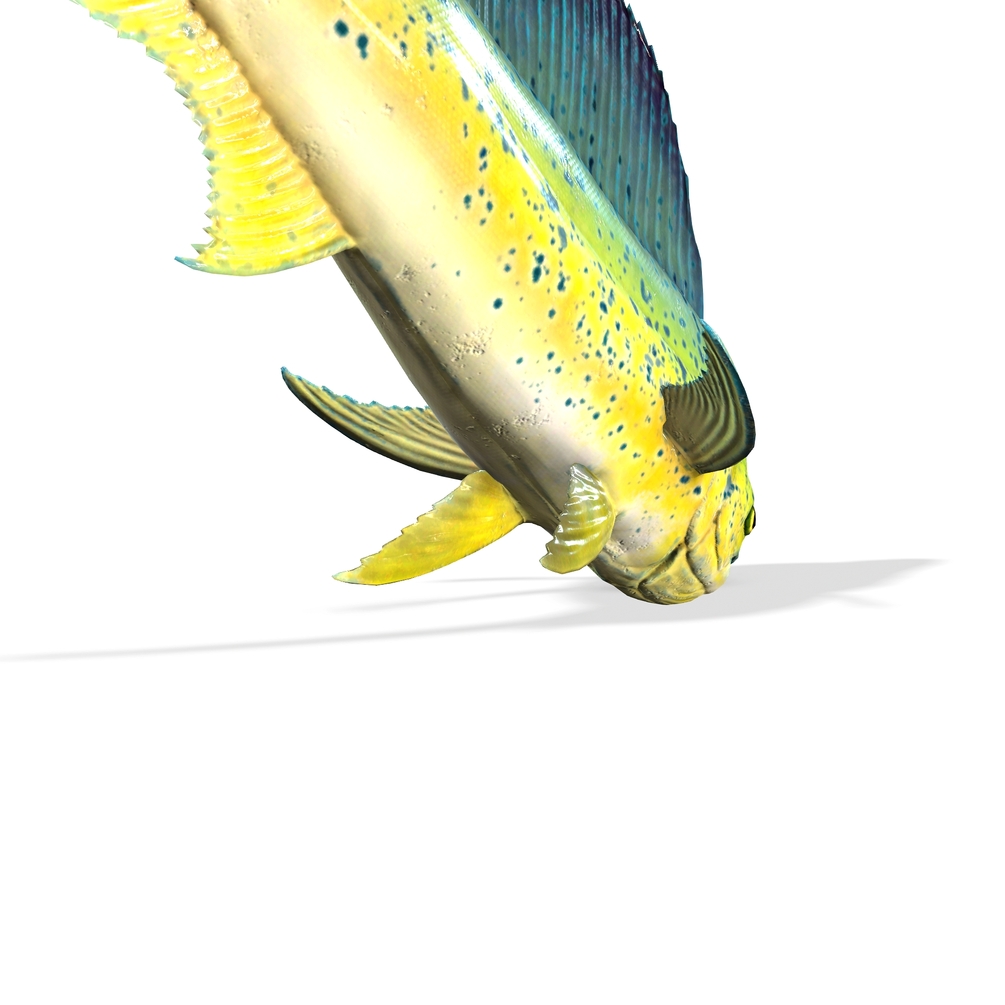DORADO FISH TROUT PEA SHARK SALMON 3D MODEL BASS OCTOPUS ANIMATED 3D ...