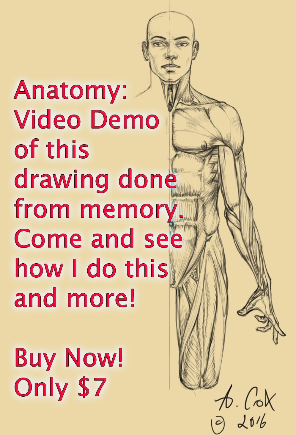 Human Anatomy Video Demo: Anterior View Of Torso Sketched From Memory