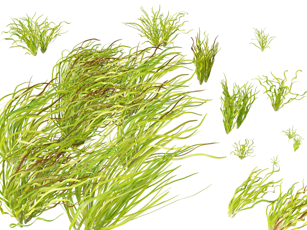(HighPoly+Low Poly) Vallisneria americana – eelgrass 3D Model