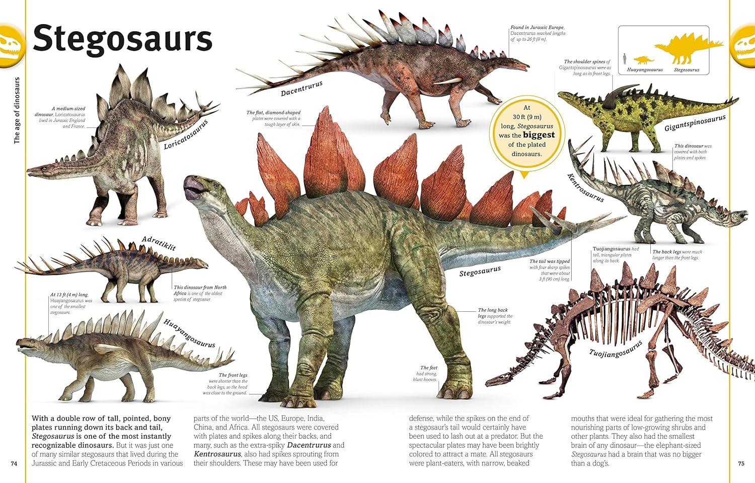 Our World in Pictures: The Dinosaur Book