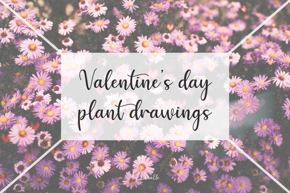 Valentine’s Day plant drawings