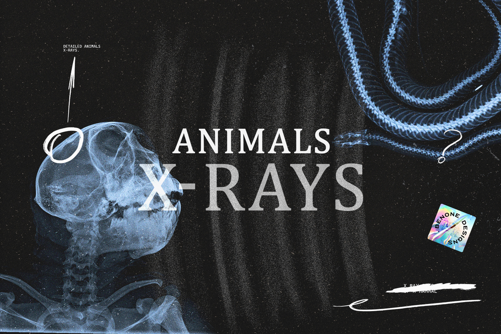 Animals X-Rays Image Pack