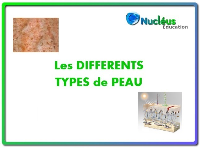 13- Les types de peau