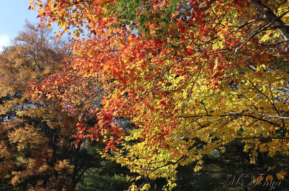 Autumn Reflections – Inspirational Fall Leaves Photography Download by ...