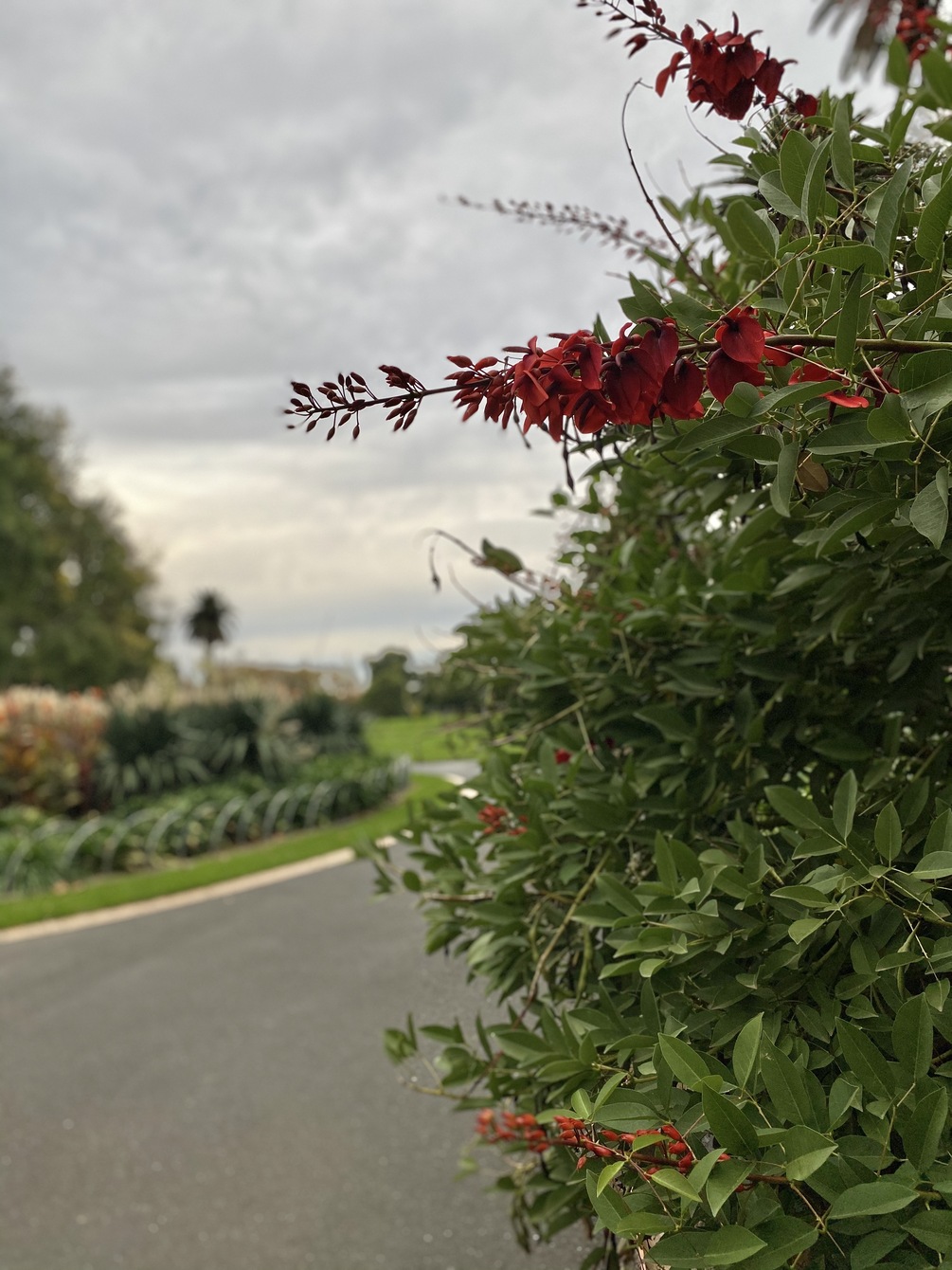 A Red Whisper Along a Quiet Path