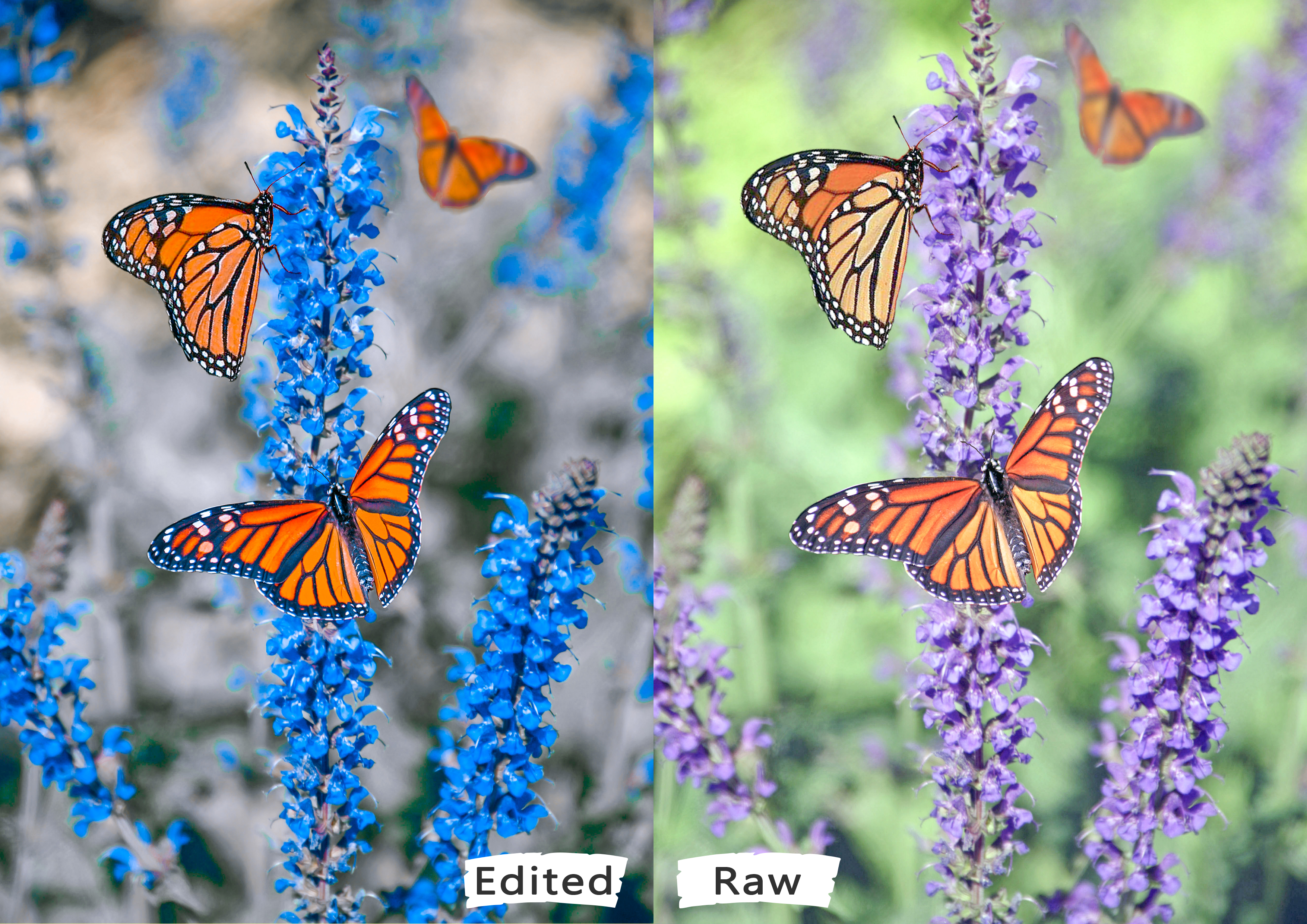 Spring Nature Premium Lightroom Presets & 2 Courses for Beginner to be ...