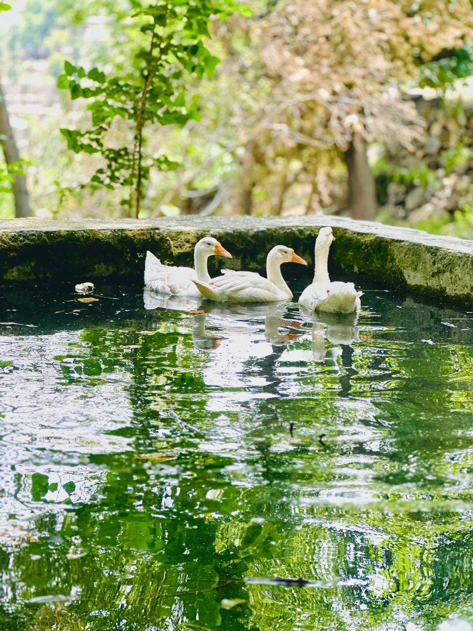 Duck group pic