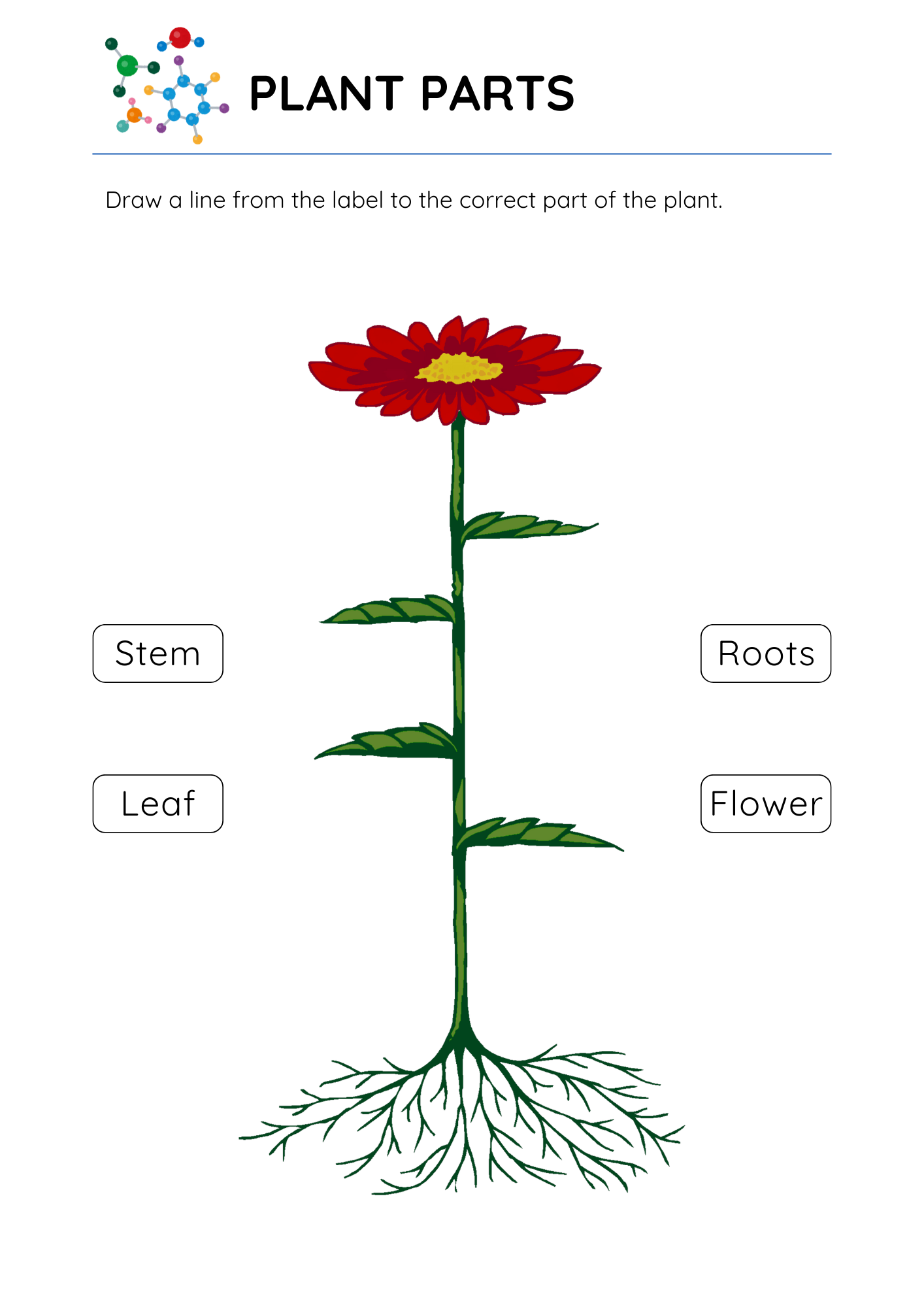 PLANTS AND ANIMALS WORKSHEETS