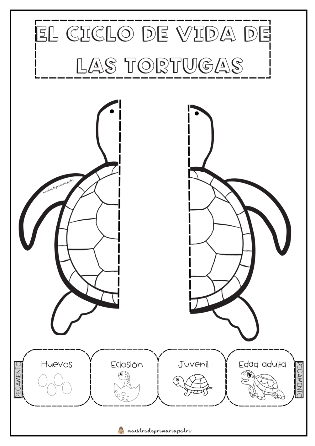 Ciclo de vida de las tortugas