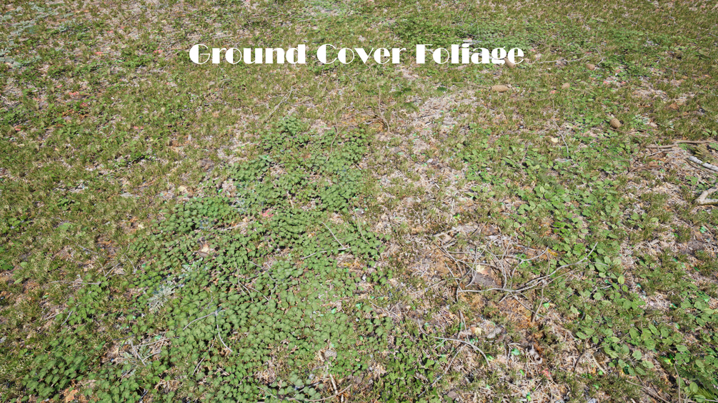 Ground Cover Foliage
