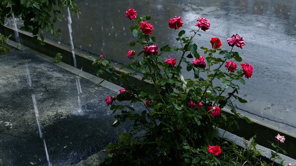 Romantic Rain - Roses in the rain - Raistorm thunder Sounds for relax