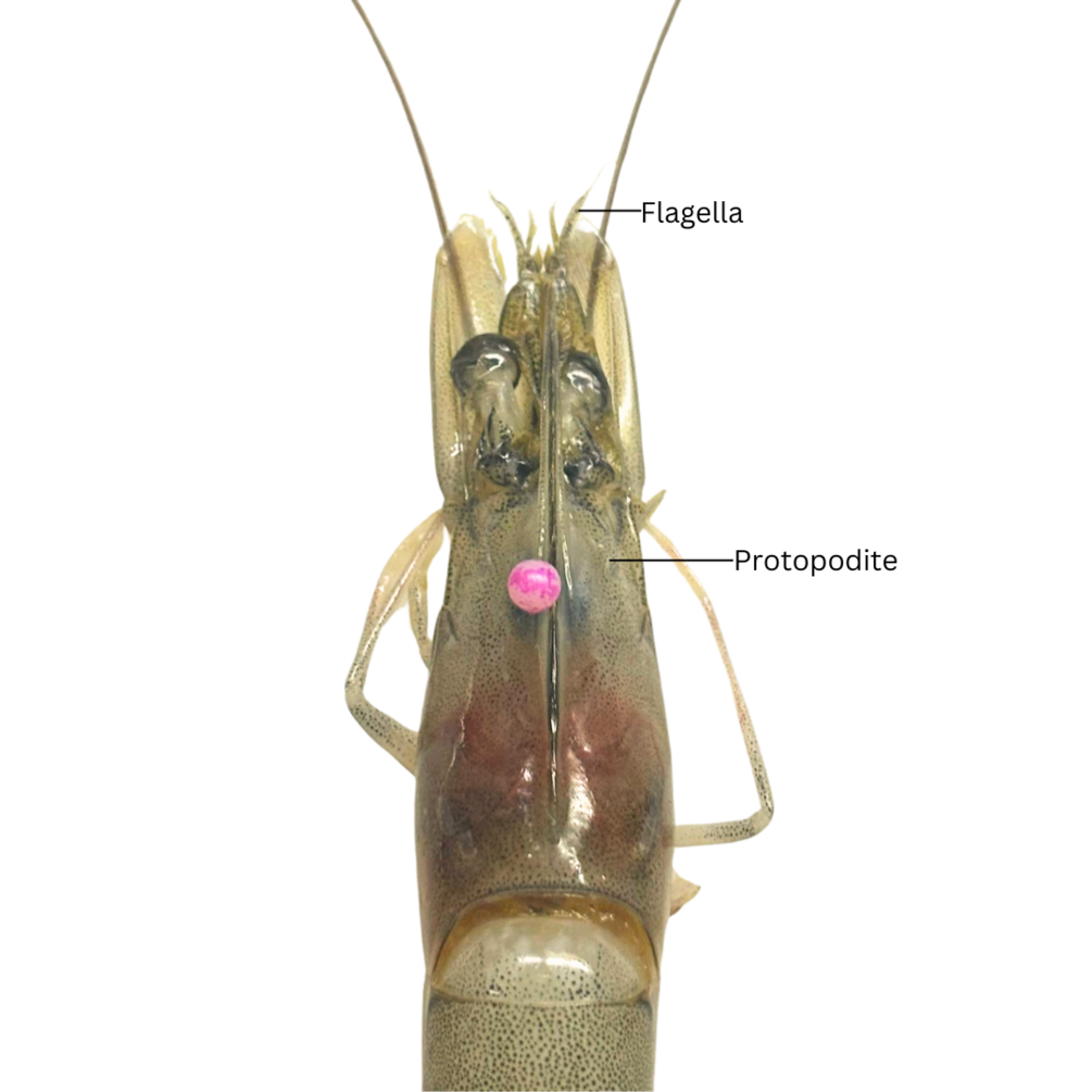 Shrimp - Penaeus - Labeled Diagram