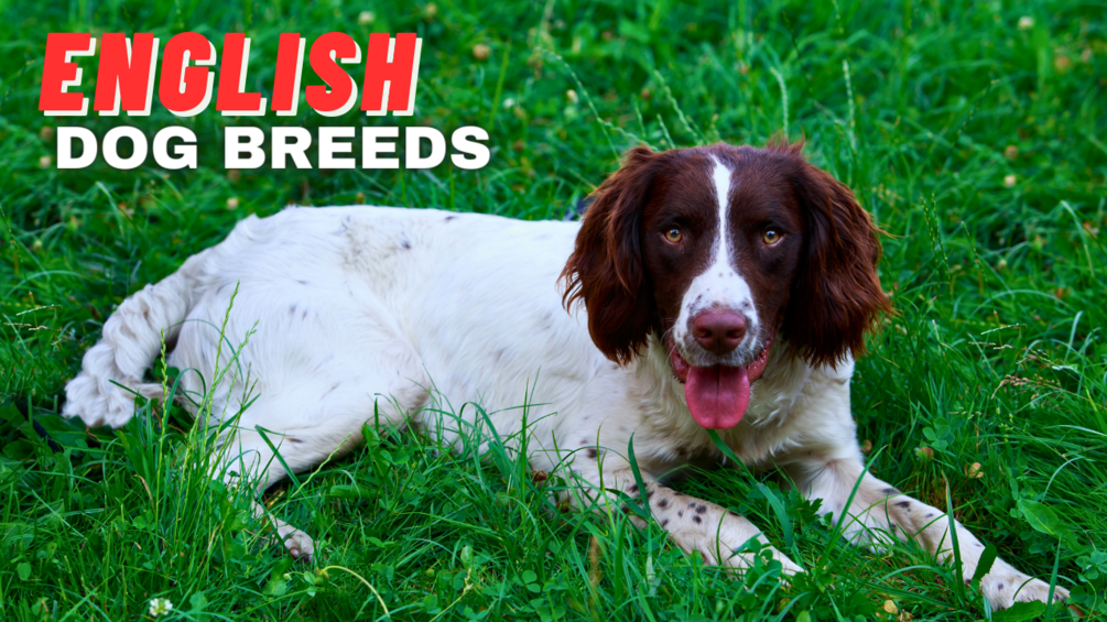 ENGLISH DOG BREEDS
