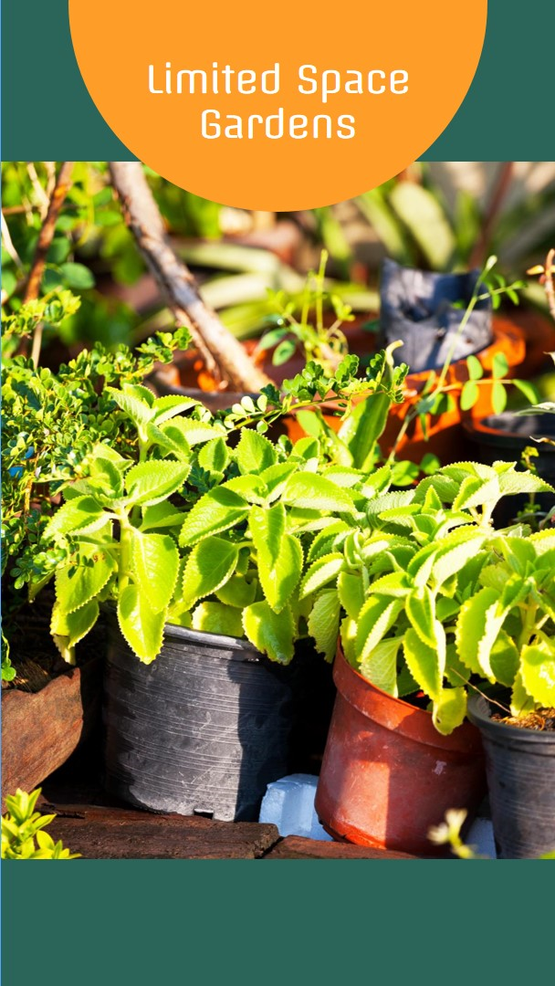 Limited Spaces gardening hacks