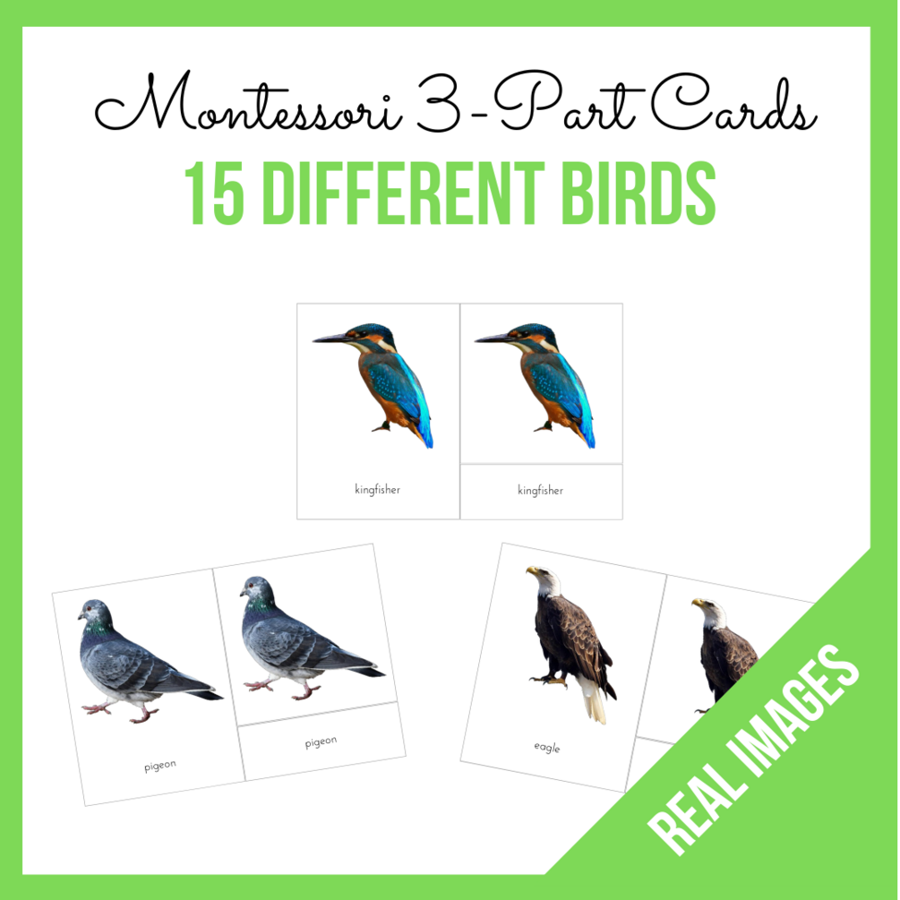 Montessori 3-part cards of Birds
