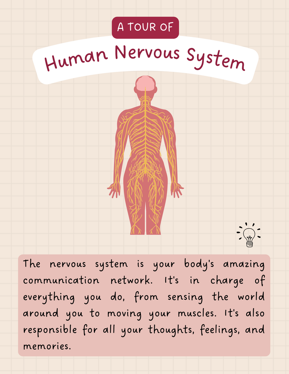 Human Nervous System
