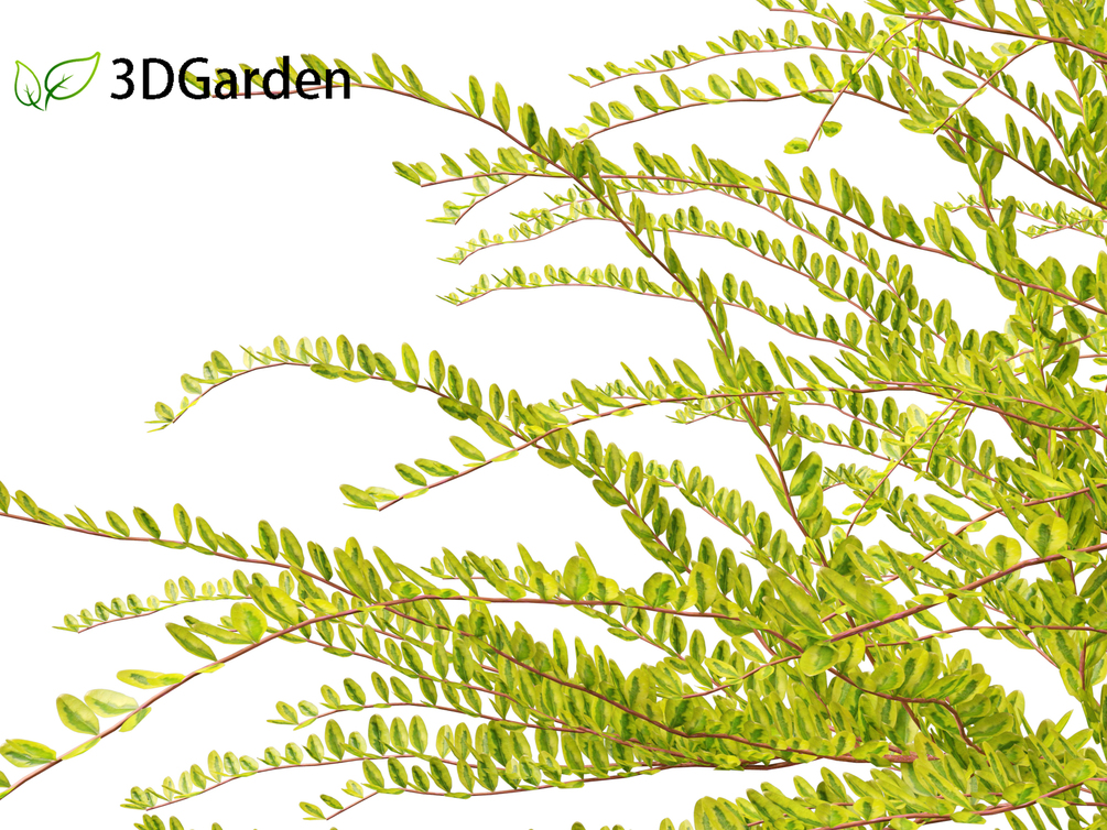 Lonicera nitida Lemon Beauty – Box Honeysuckle Shrub 3D Model
