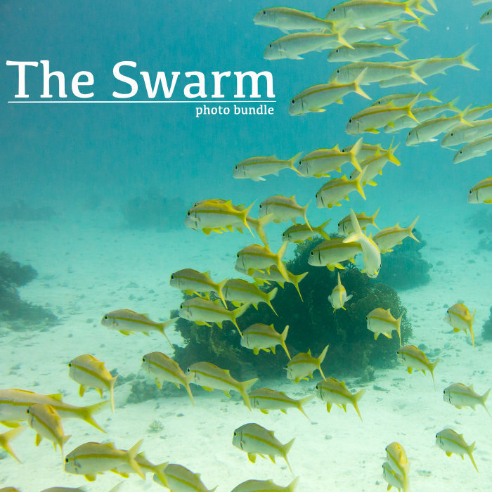 "The Swarm" Photo Bundle