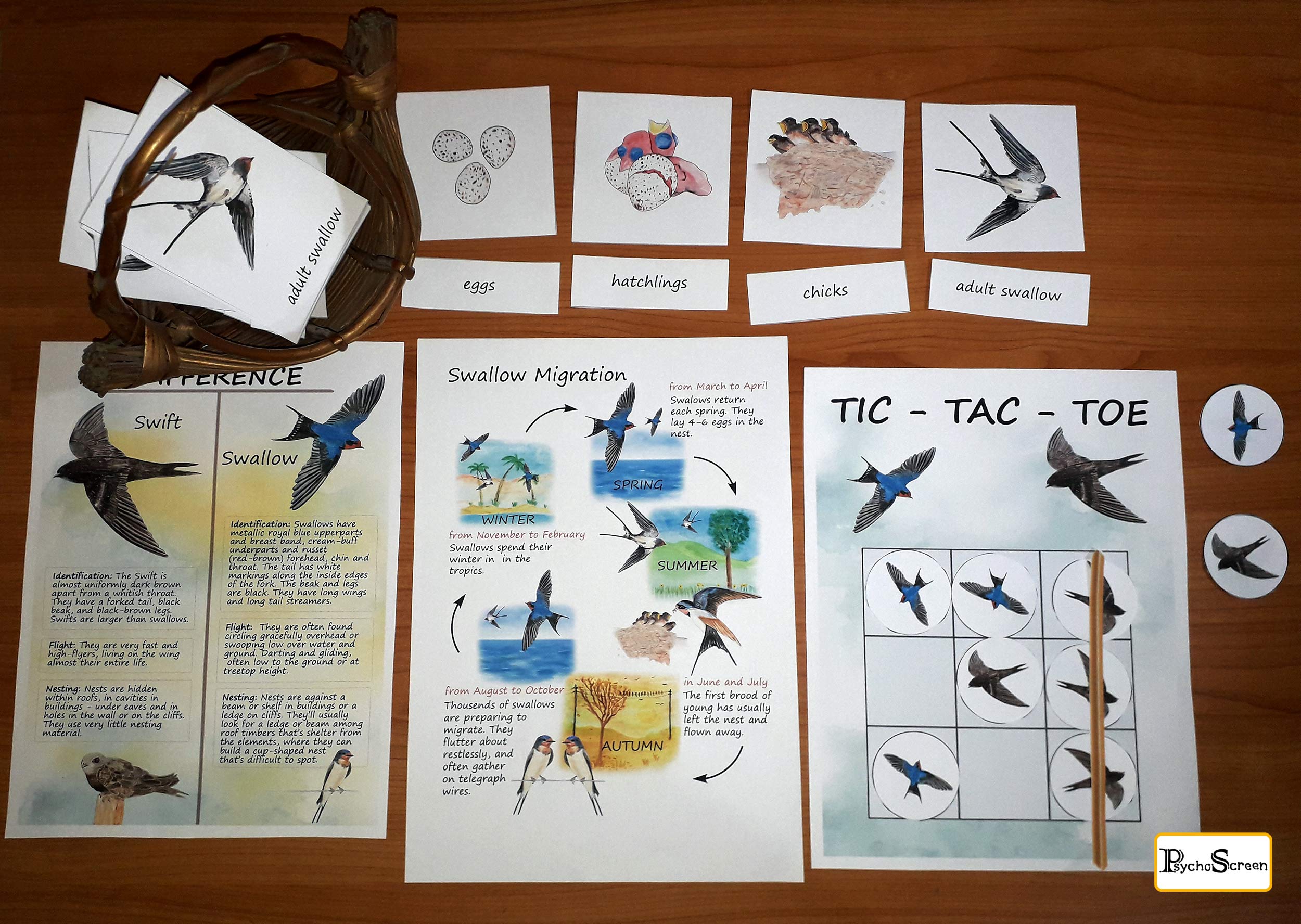 SWALLOW Unit Study: MEGA Printable swallows set, Barn swallow bird