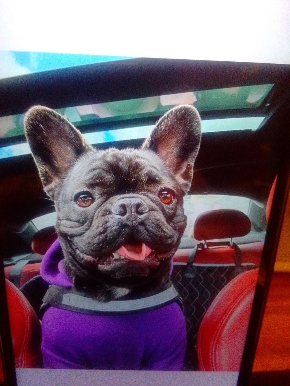 Train your puppy.and enjoy being a pet owner.