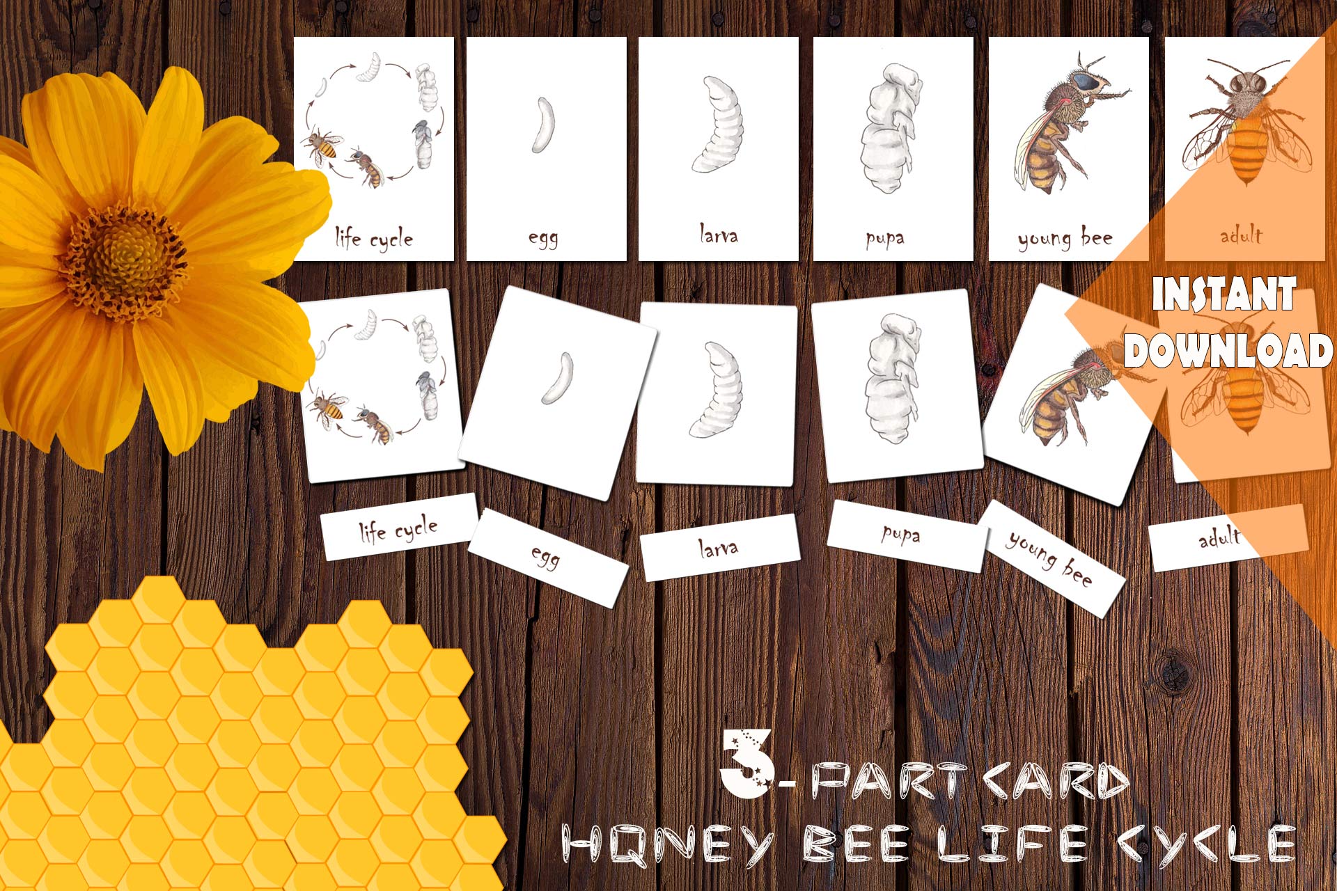 Honey bee ANATOMY & LIFE CYCLE, Body parts, Diagram, Printable handmade ...