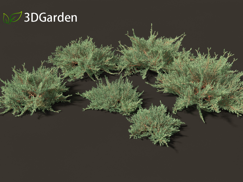 Juniperus Conferta – shore juniper 01 3D Model