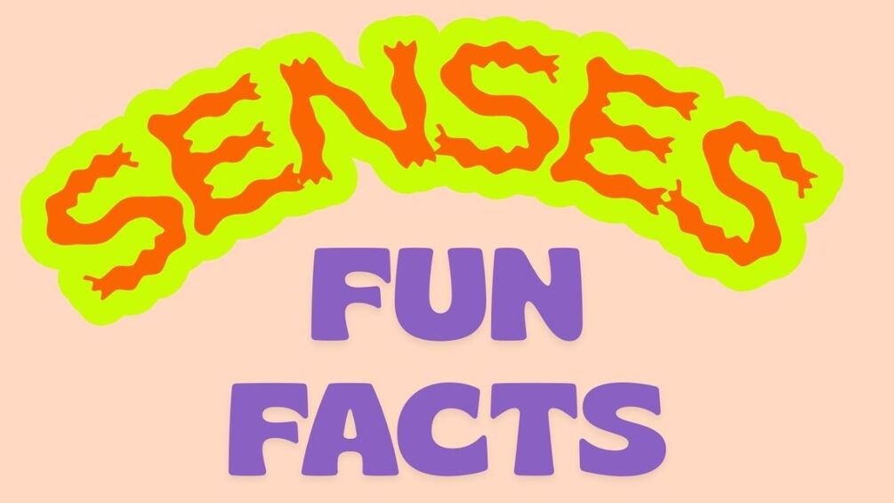 Senses Fun Facts for Kids | Cute Science Flashcards for Toddlers ...