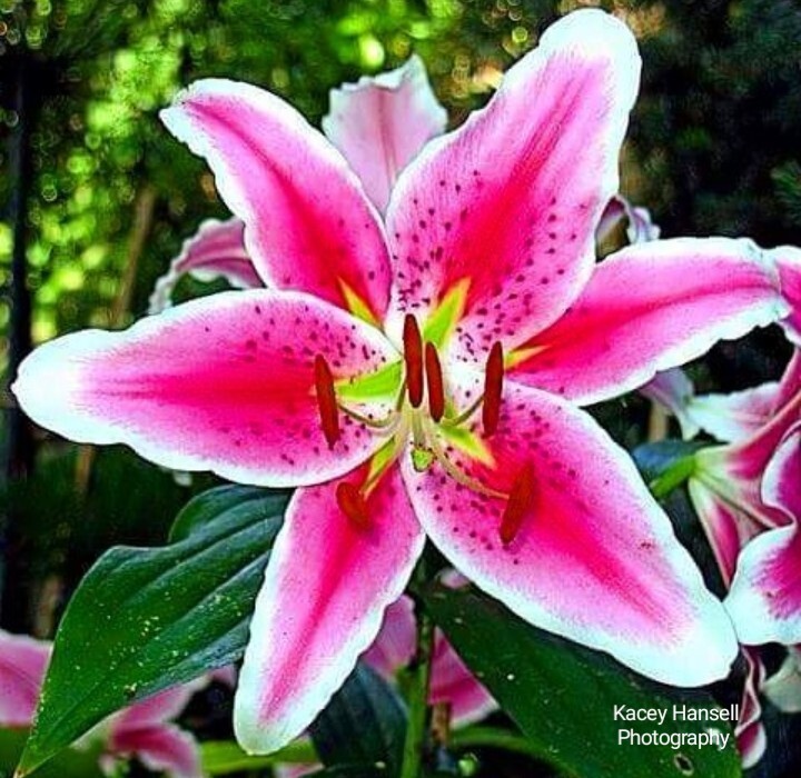 Kacey Hansell Photography