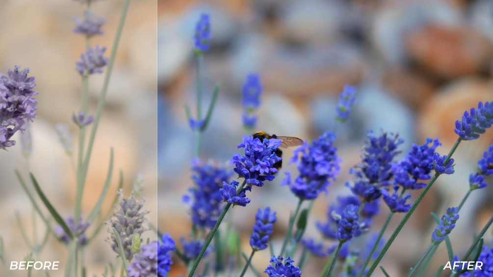 Cinematic Looks LUTs Color Grading