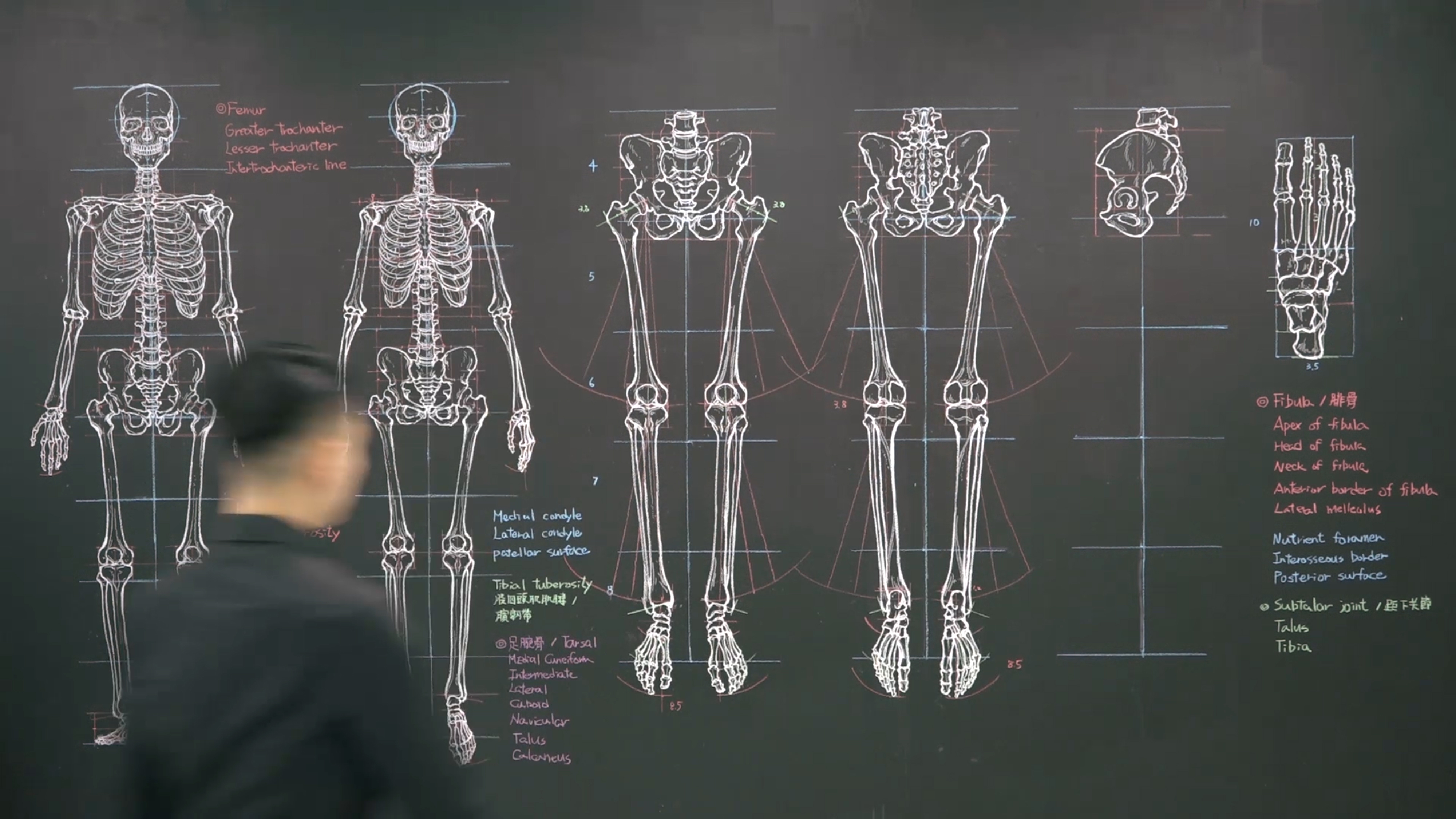 Chapter 11 :: The Female Lower Extremities from the Posterior View.